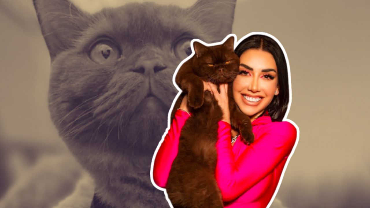 Qué raza es Norris, el gato influencer de Karime Pindter - Diario Noticias